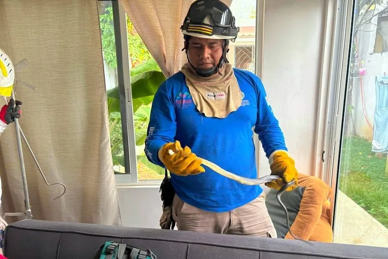 Rescatan serpiente ratonera en la colonia Terán – Es Diario Popular